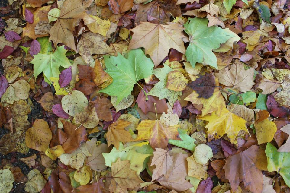 Expressions with "fall" - CISL English Language Schools, California